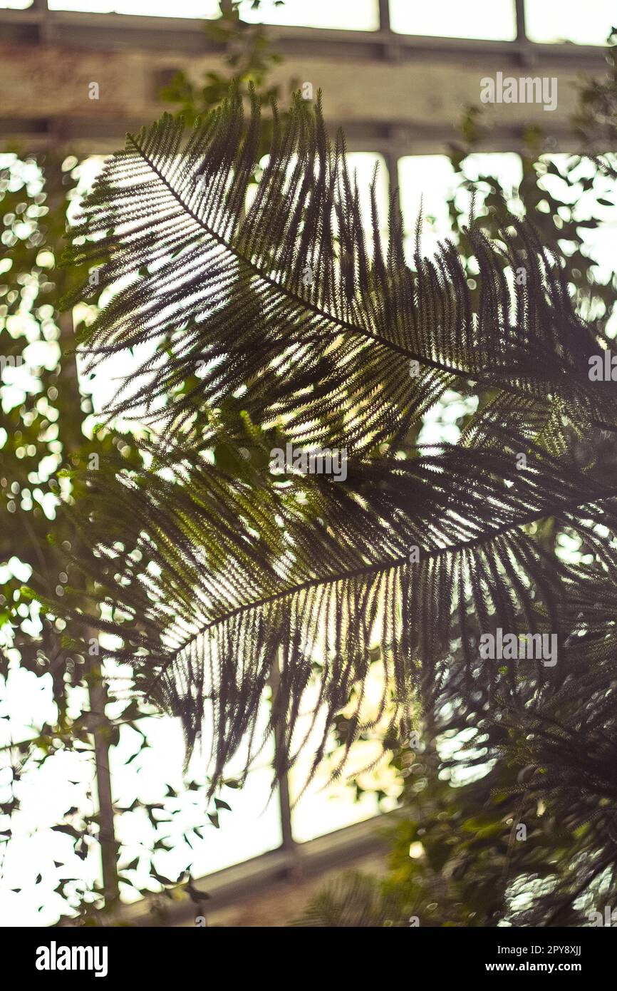 Vertical shot large fern hi-res stock photography and images - Alamy