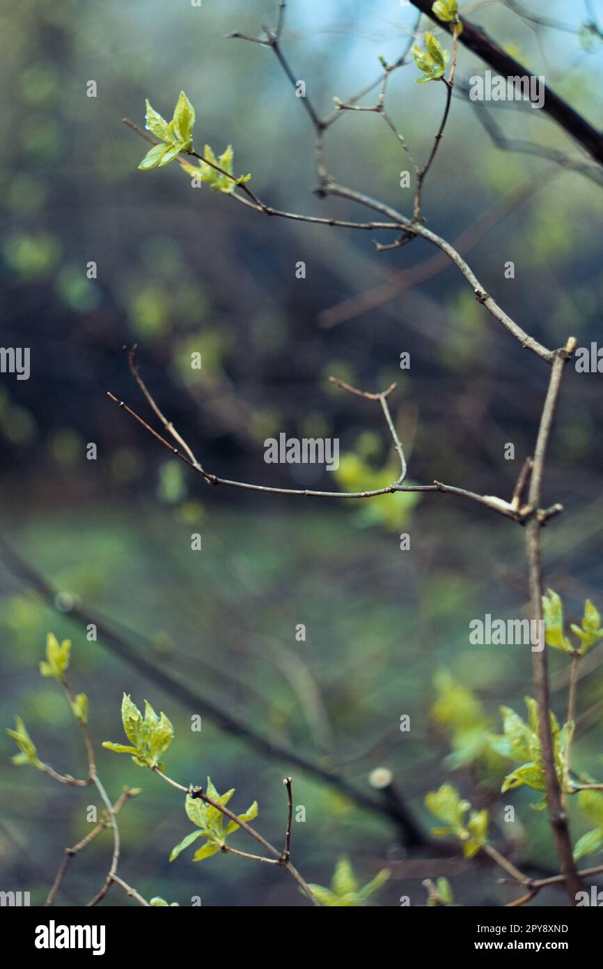 Early growth leaves hi-res stock photography and images - Alamy