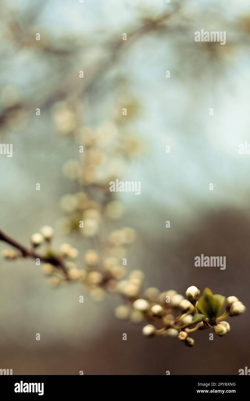Undeveloped flower buds hi-res stock photography and images - Alamy