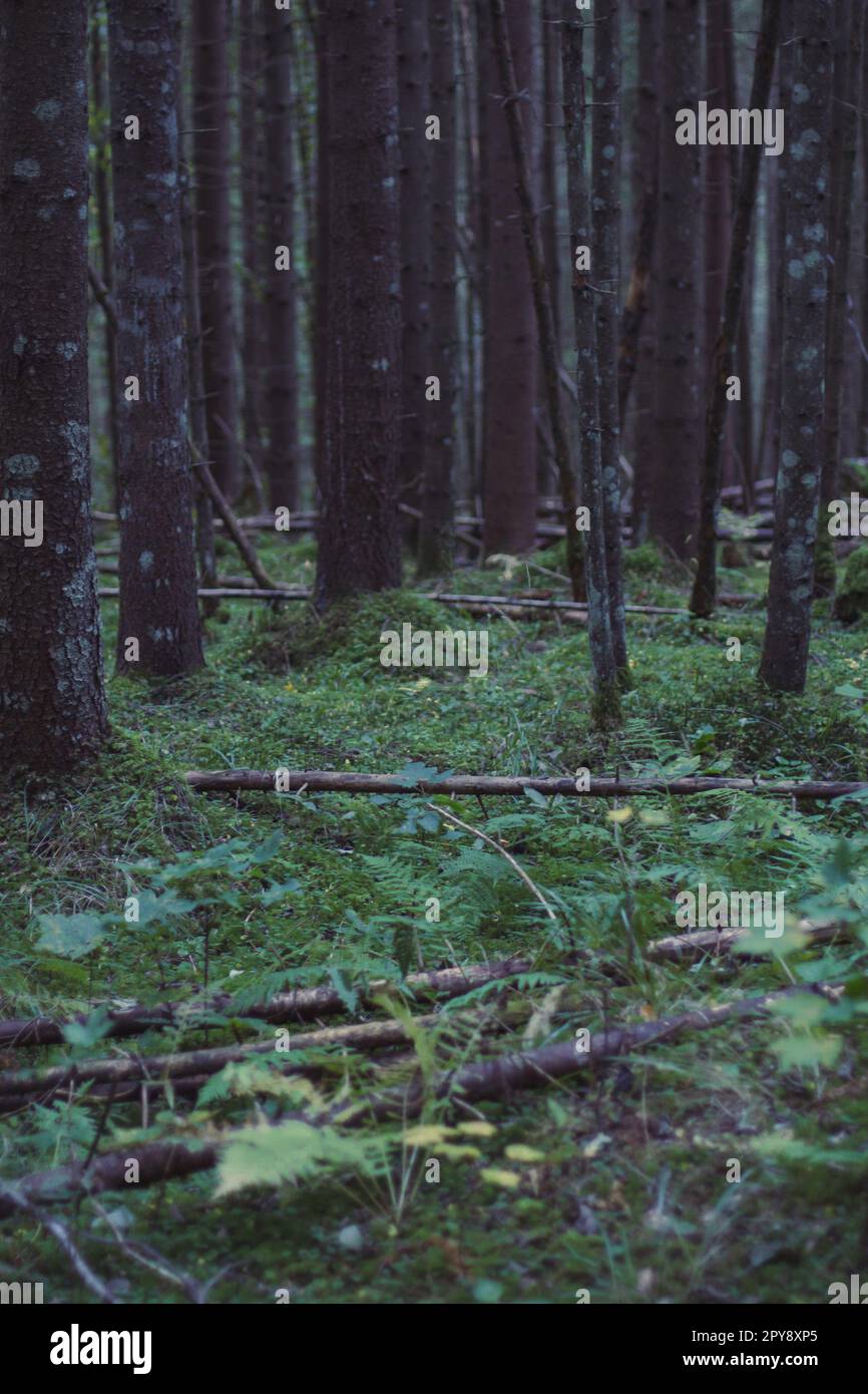 Trees with lichens and moss ground cover landscape photo Stock Photo ...