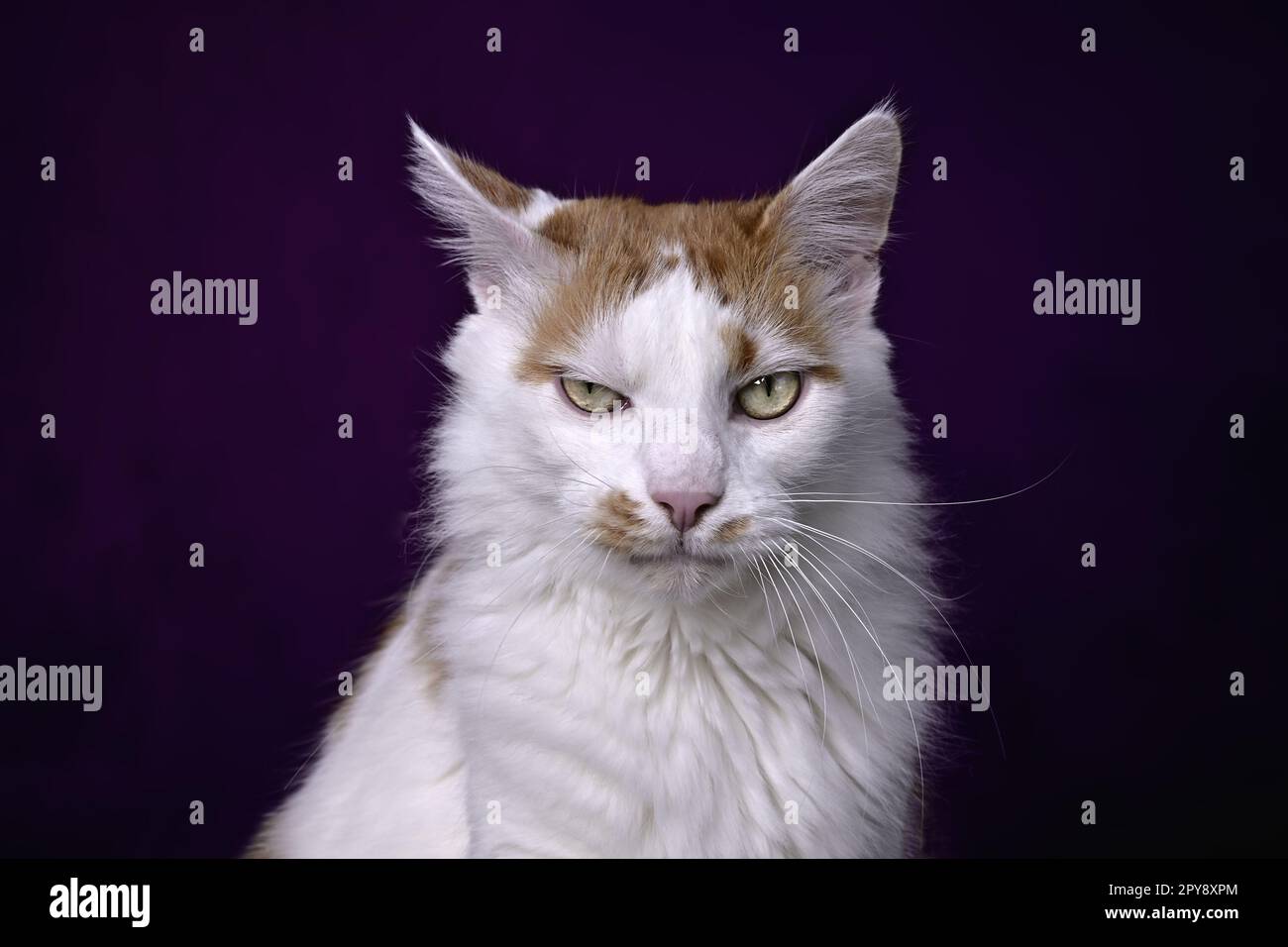 Cranky cat hi-res stock photography and images - Alamy