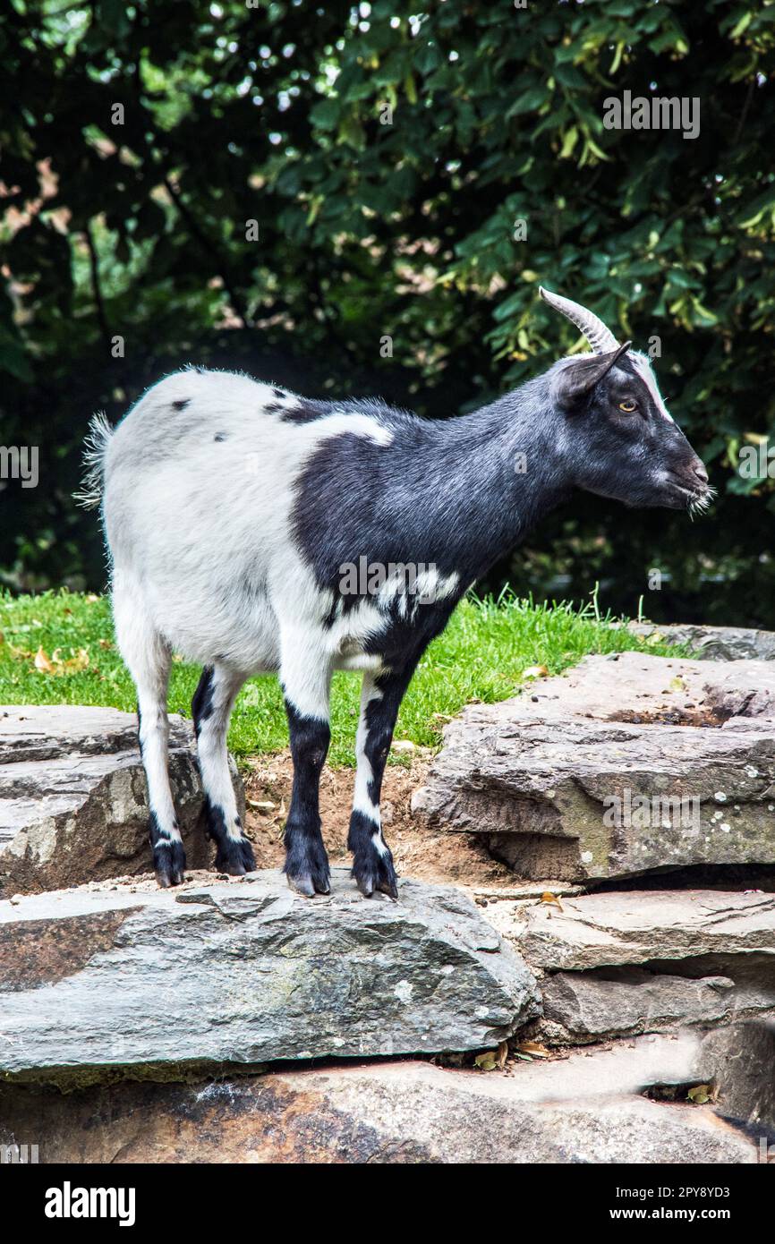 Dwarf goats hi-res stock photography and images - Alamy