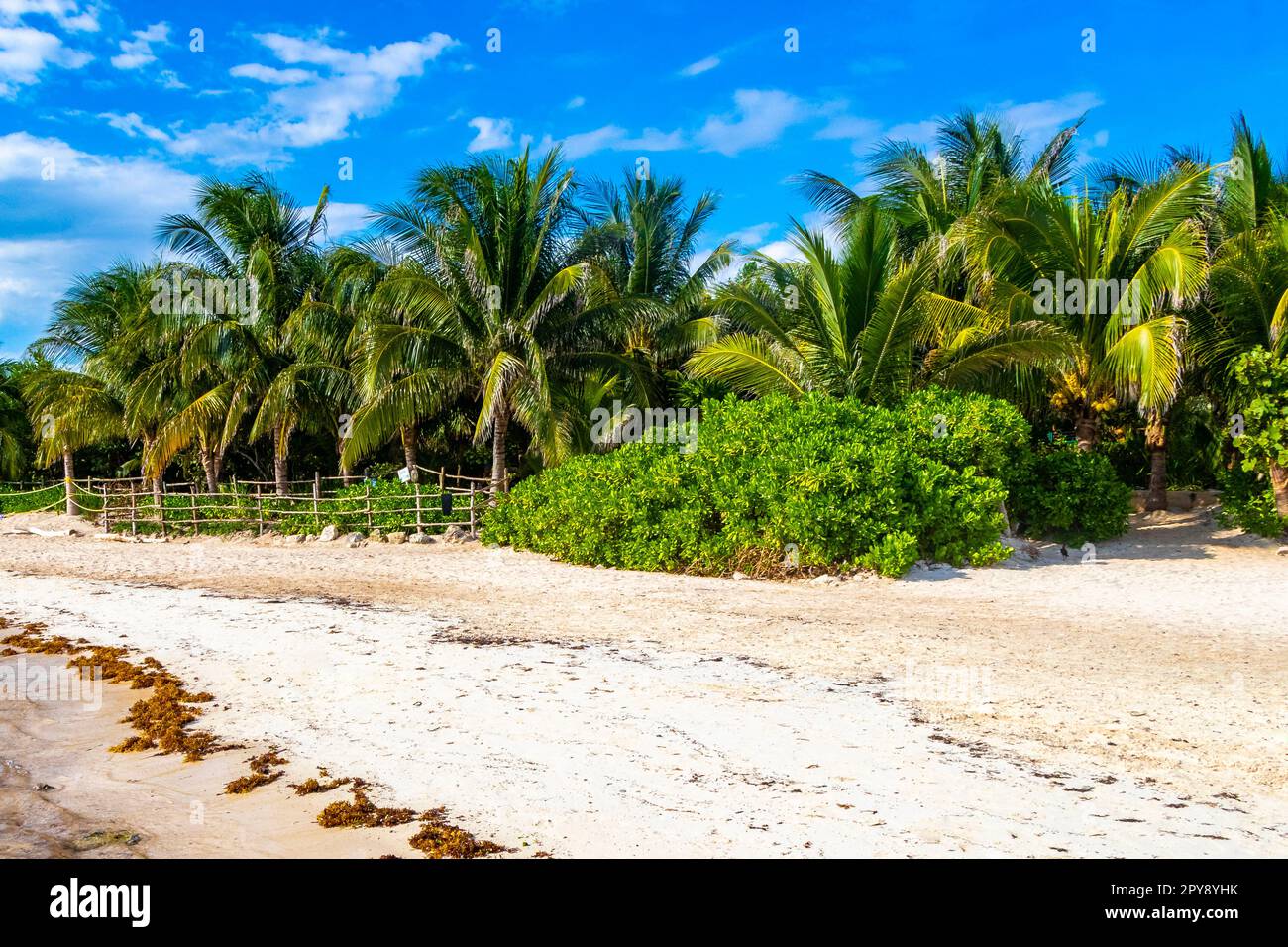 Tropical mexican beach water seaweed sargazo Playa del Carmen Mexico ...