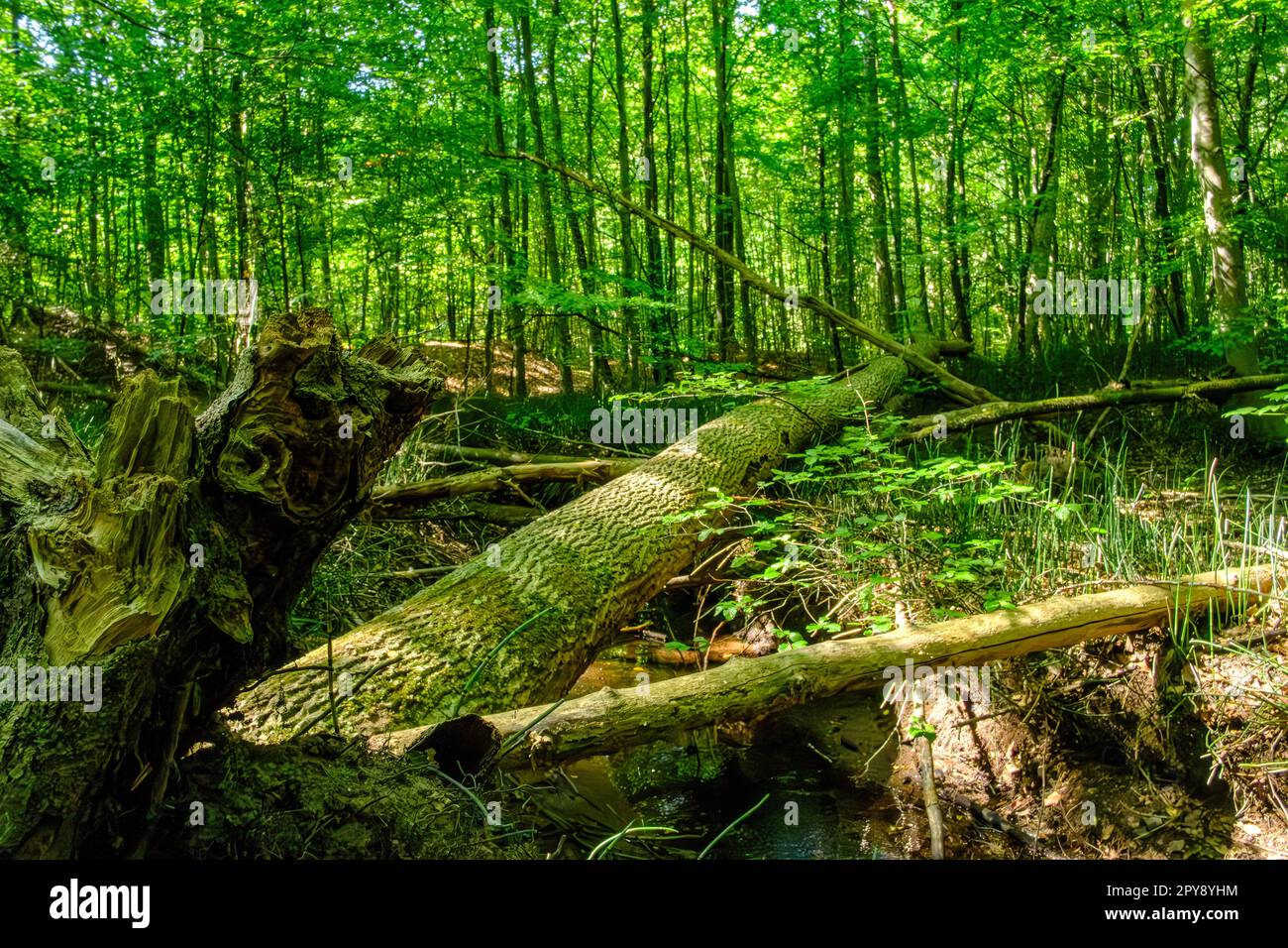 Treescape in the forest area of Almindingen on Bornholm Island, Denmark ...