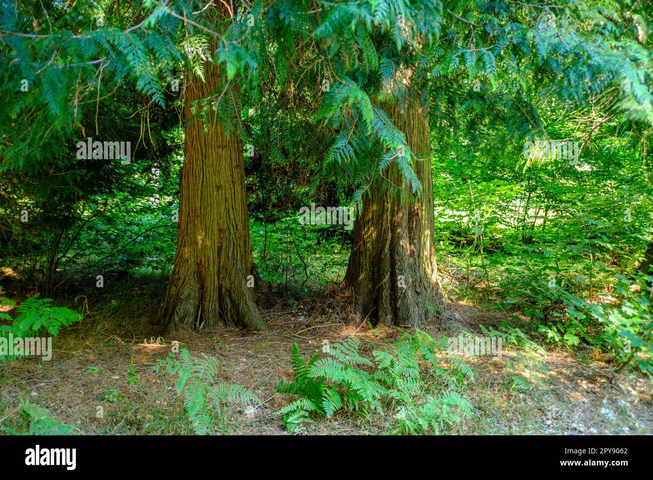 Treescape in the forest area of Almindingen on Bornholm Island, Denmark ...