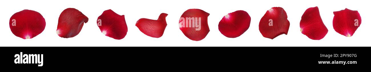 Fresh red rose petals on white background. Banner design Stock Photo ...
