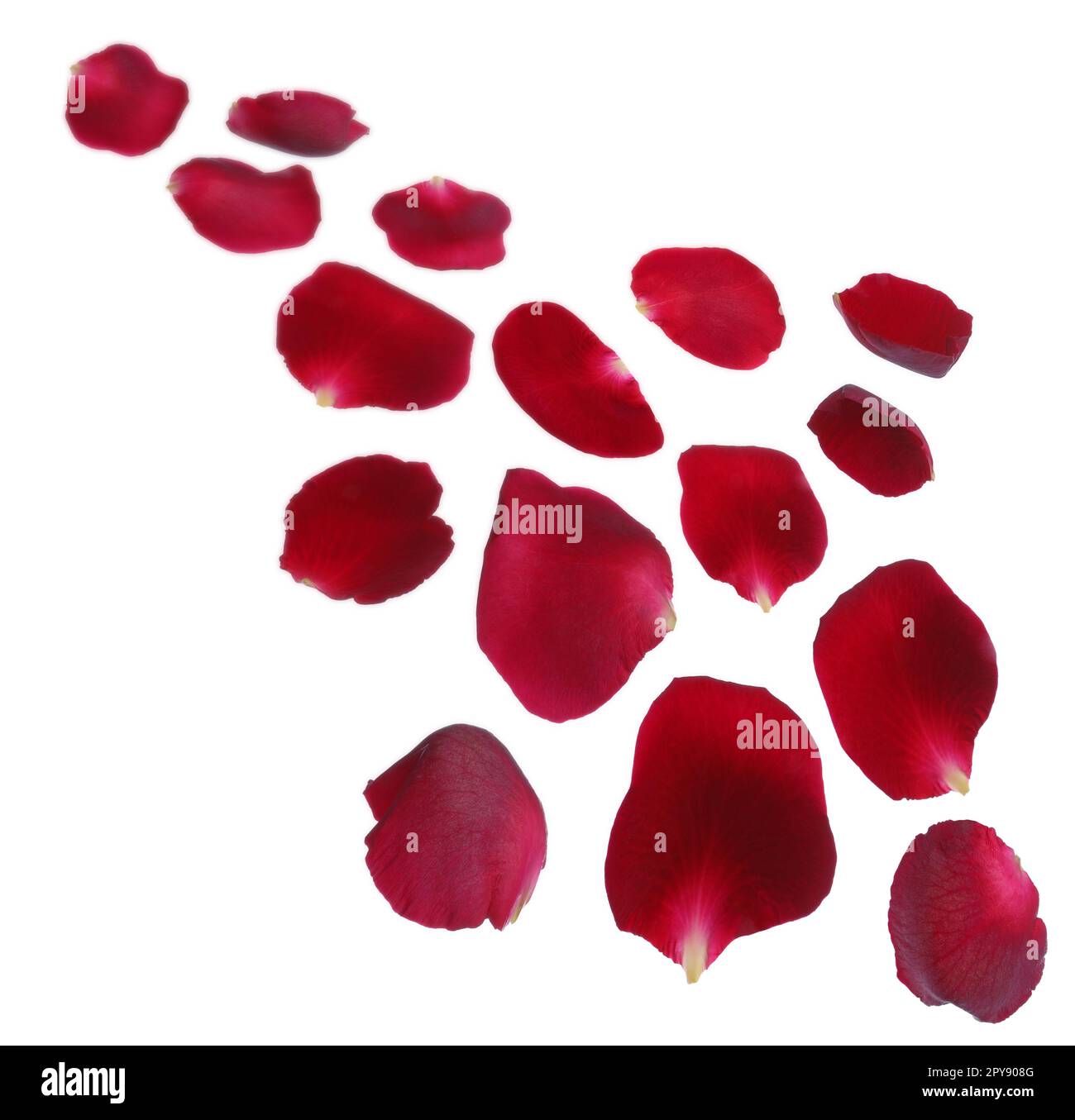 Flying red rose petals on white background Stock Photo - Alamy