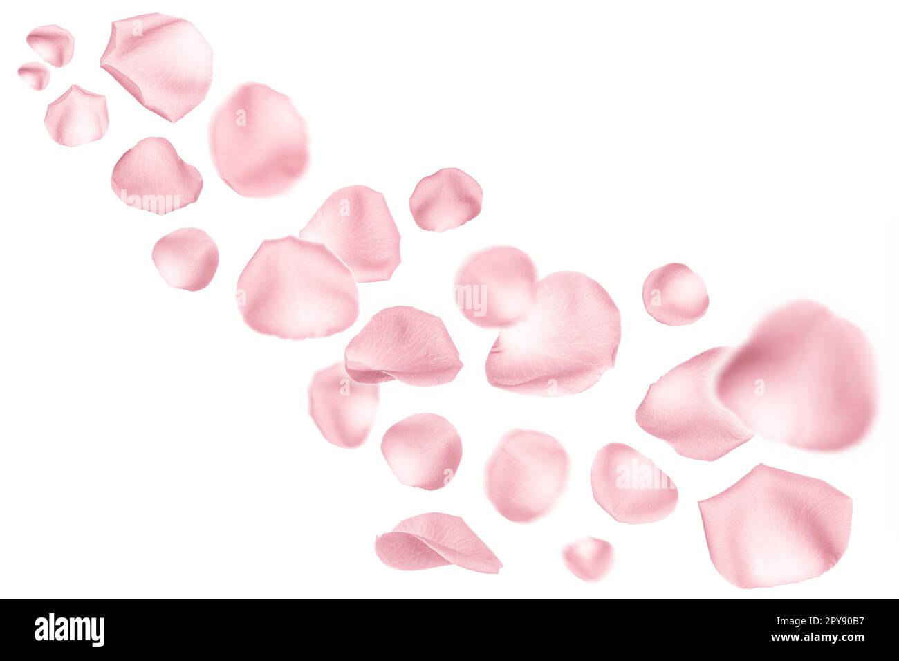 Flying pink rose petals on white background Stock Photo - Alamy