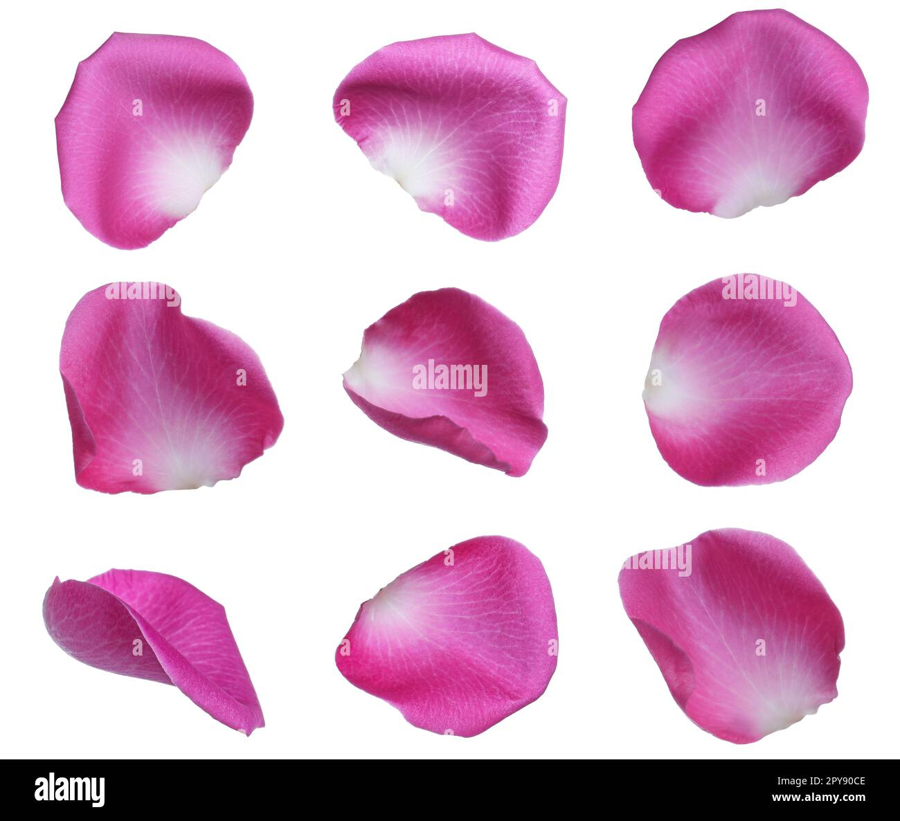 White rose petals top view Cut Out Stock Images & Pictures - Alamy