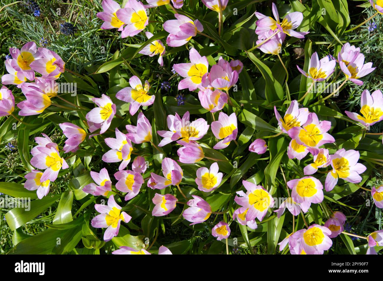 Pink and yellow spring flowers of Tulip bakeri Lilac Wonder in UK ...