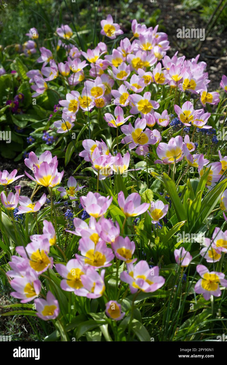 Pink and yellow spring flowers of Tulip bakeri Lilac Wonder in UK ...