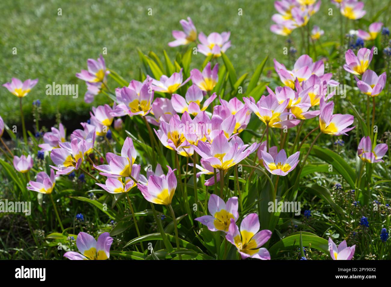 Pink and yellow spring flowers of Tulip bakeri Lilac Wonder in UK ...