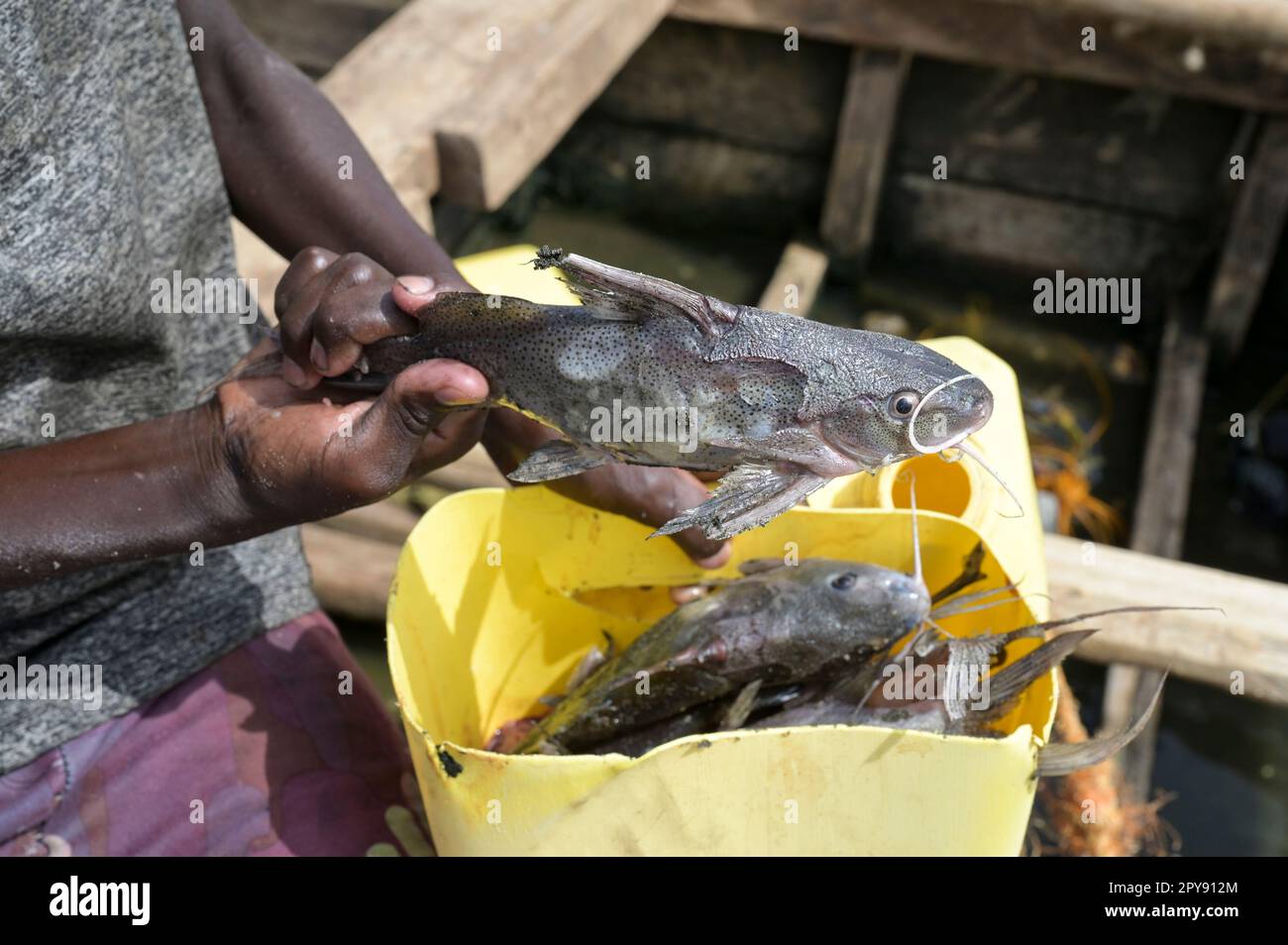 KENYA, Turkana, village Anam at Lake Turkana, fisherman with fish ...