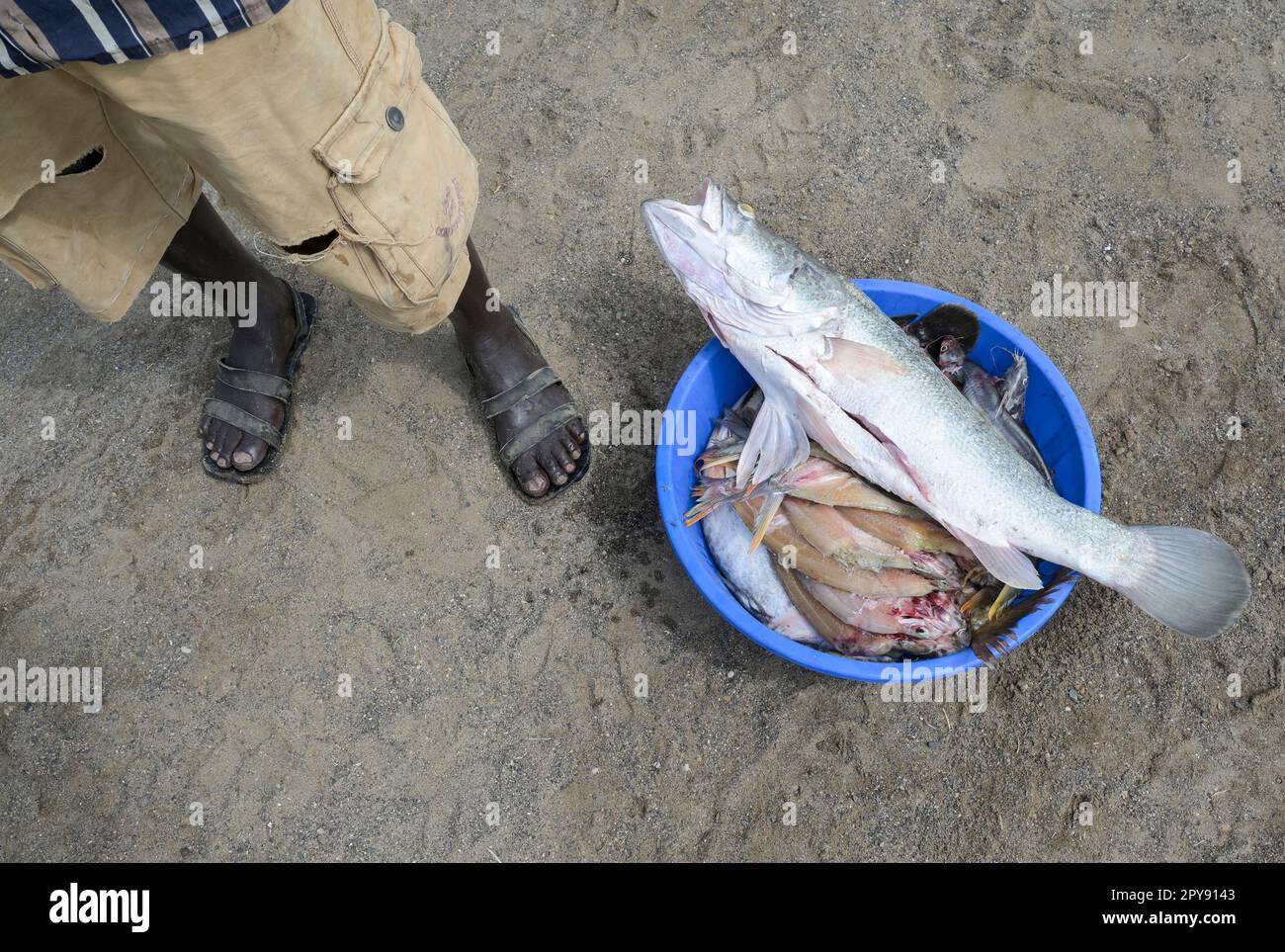 KENYA, Turkana, village Anam at Lake Turkana, fisherman with fish ...
