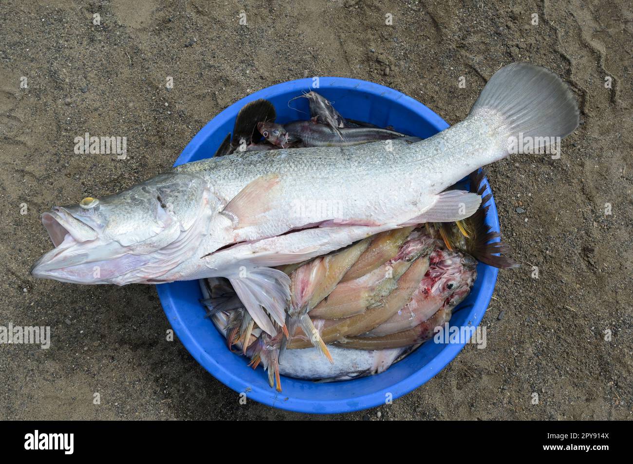 KENYA, Turkana, village Anam at Lake Turkana, fisherman with fish ...