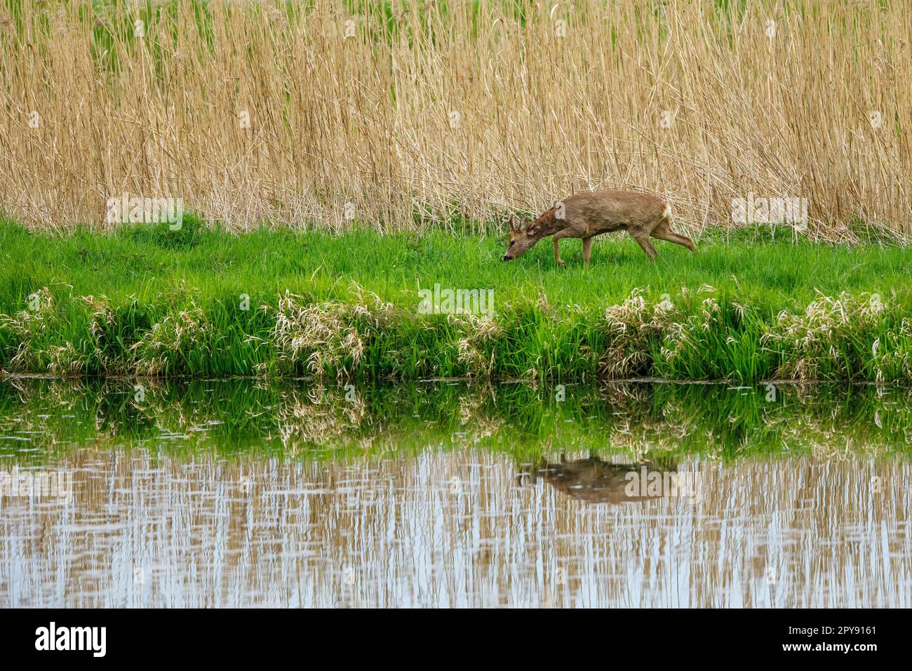 A Roebuck in the wild Stock Photo - Alamy