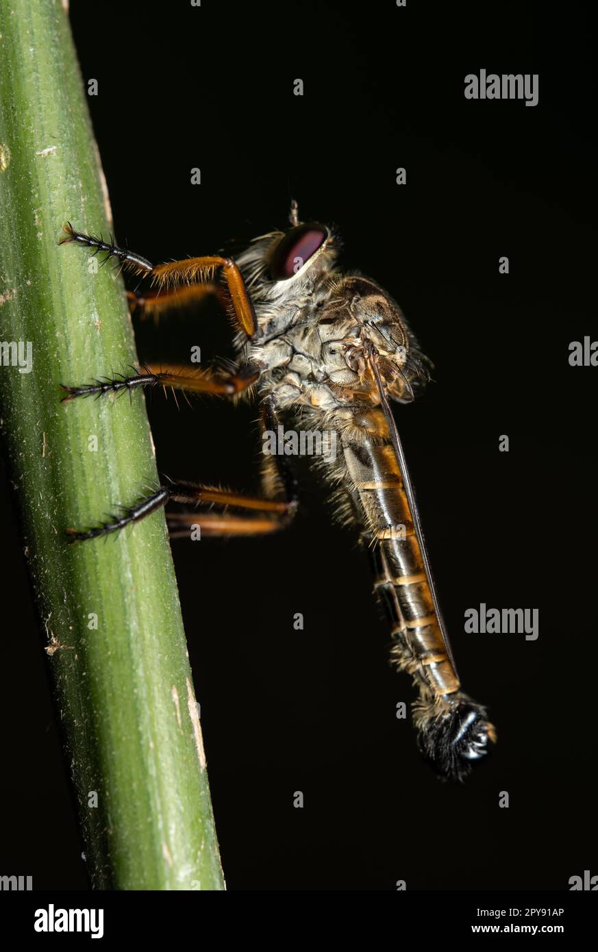 Distinctive pattern running hi-res stock photography and images - Alamy