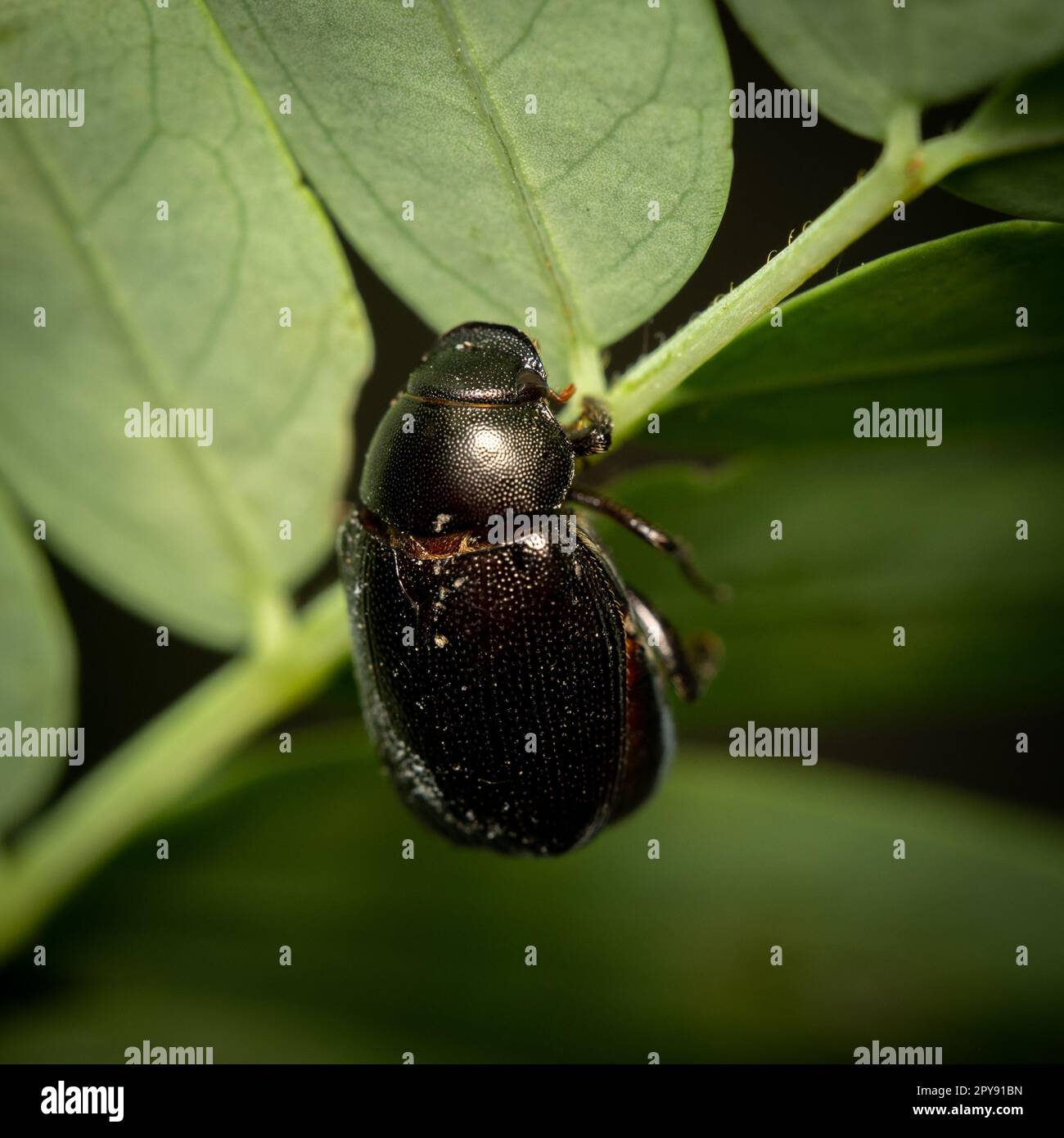 A black beetle perched atop a collection of green foliage covered in ...
