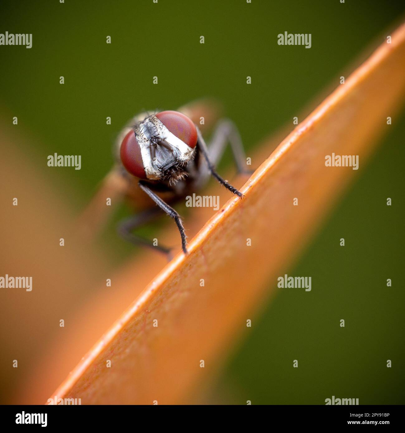 A small fly is perched on the veined surface of a brown plant leaf ...