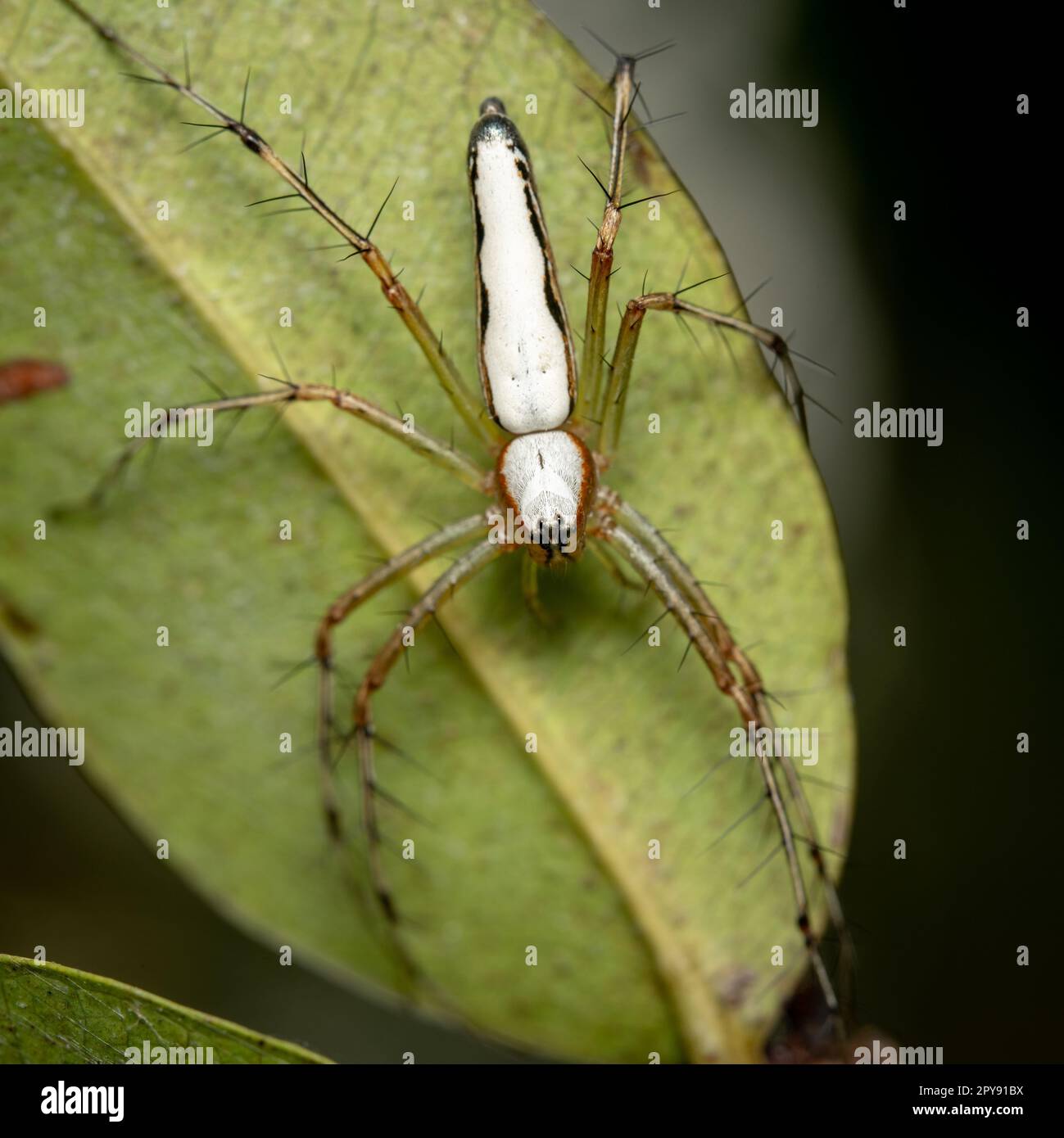 A closeup shot of an Oxyopes shweta Tikader spider, showcasing its intricate web-like markings ...