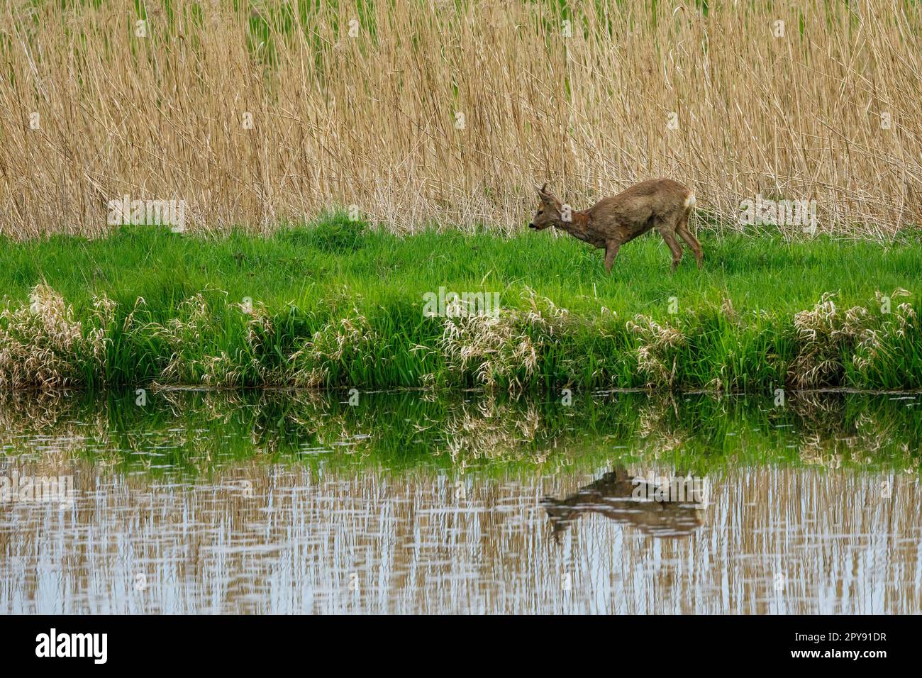 A Roebuck in the wild Stock Photo - Alamy