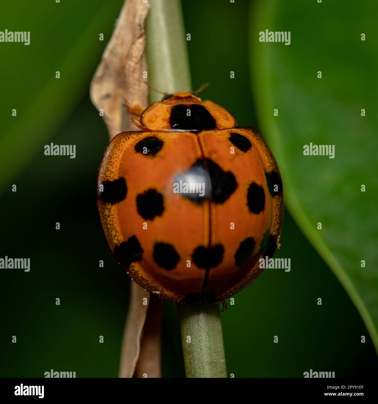 A ladybug perched on a leafy stem in a garden setting Stock Photo - Alamy