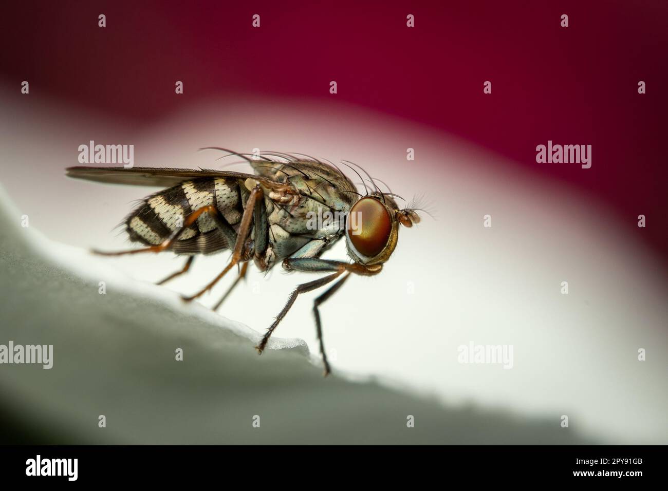 A macro image of a housefly, captured in exquisite detail, highlighting ...