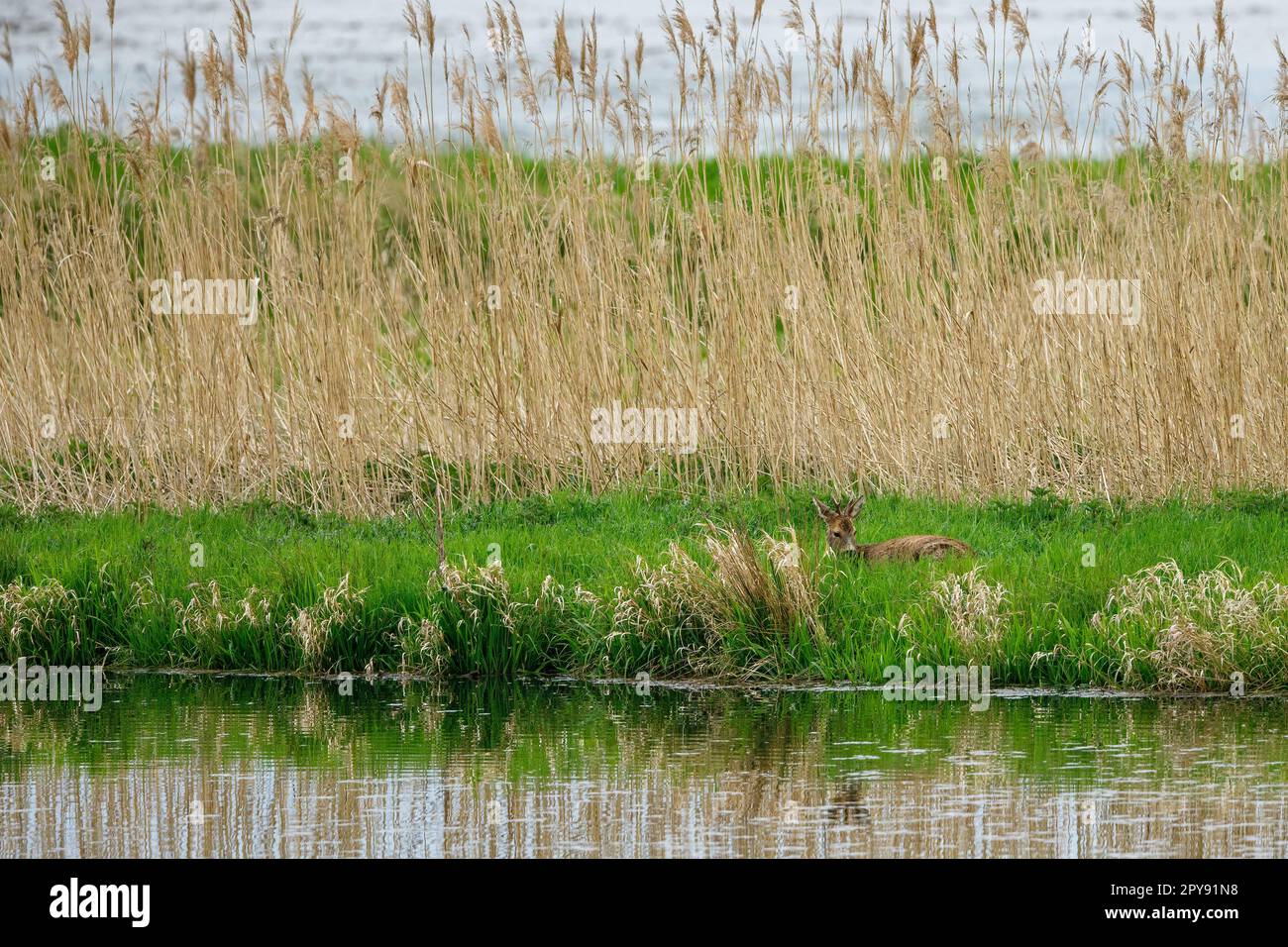 Roe buck deer grass old hi-res stock photography and images - Alamy