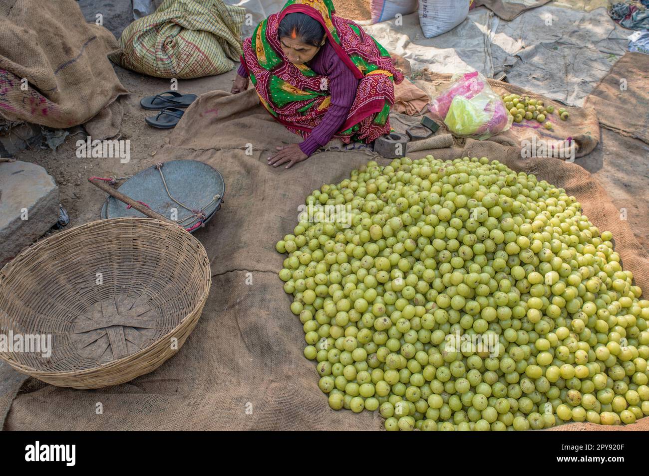 12 22 2014 Ayurvedic Aavla Gooseberry Organic selling on Road side ...