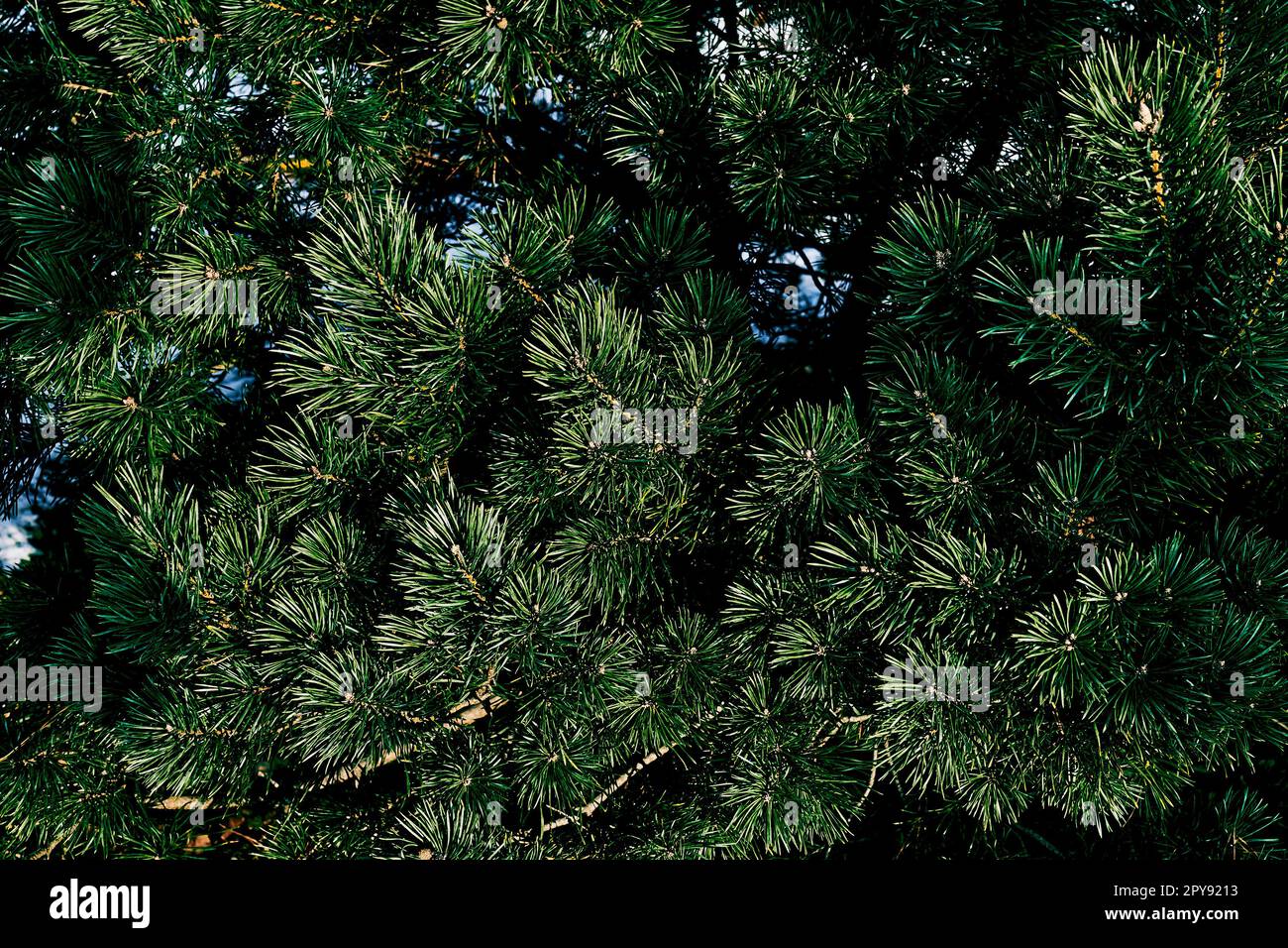 Green saturated spruce branches with needles with shadows background ...