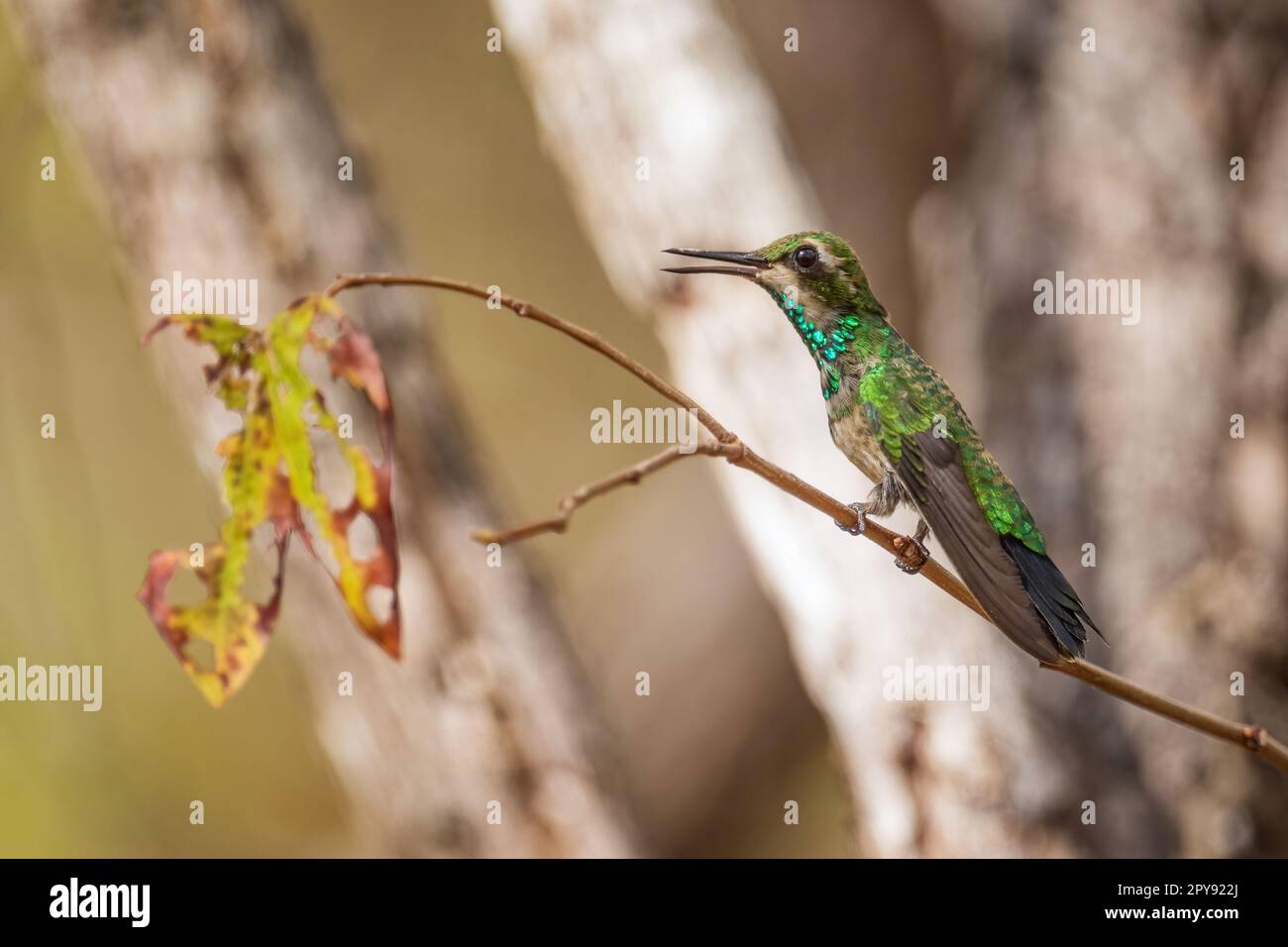 Canivets emerald hummingbirds hi-res stock photography and images - Alamy