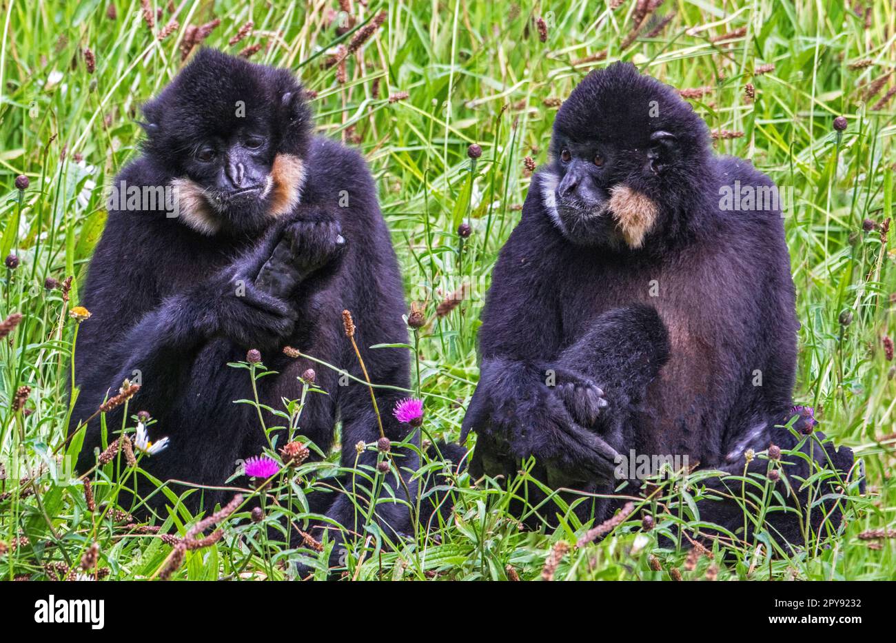 Two gibbons with red hair side by side in the grass Stock Photo - Alamy