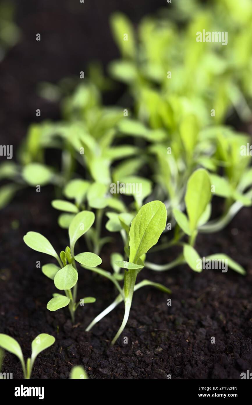 Looseleaf lettuce seedlings hi-res stock photography and images - Alamy