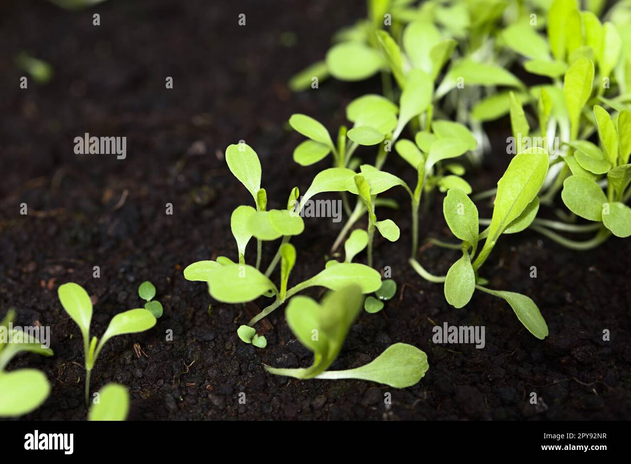 Looseleaf lettuce seedlings hi-res stock photography and images - Alamy