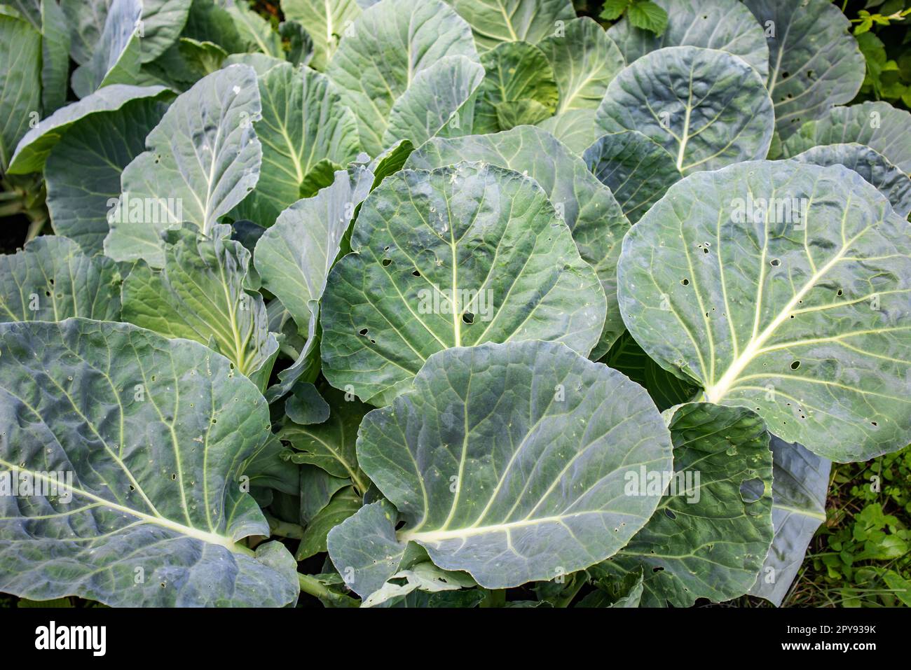 A pile of fresh green cabbage leaves, collected and stacked on the ...