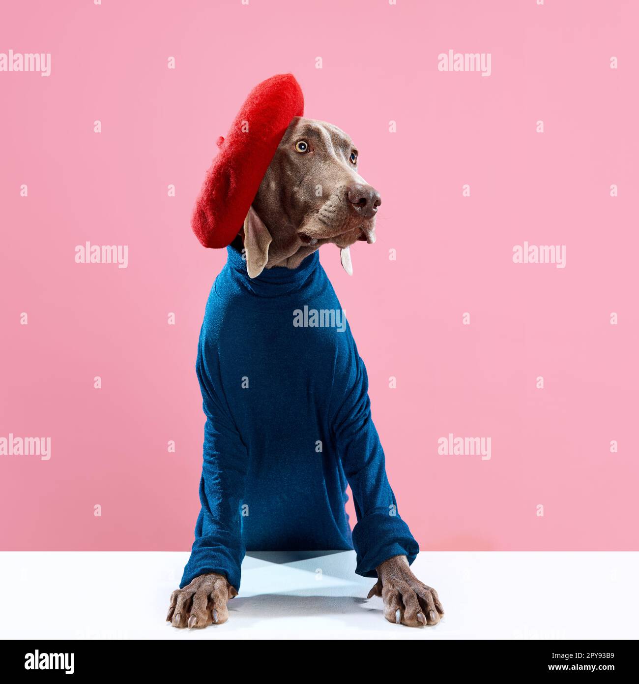 Portrait of funny Weimaraner with brown fur in fashion clothes looking ...