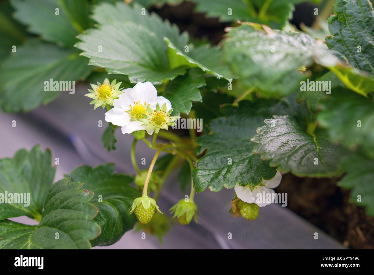 Modern agriculture growing method indoor farm. Fresh organic strawberry ...