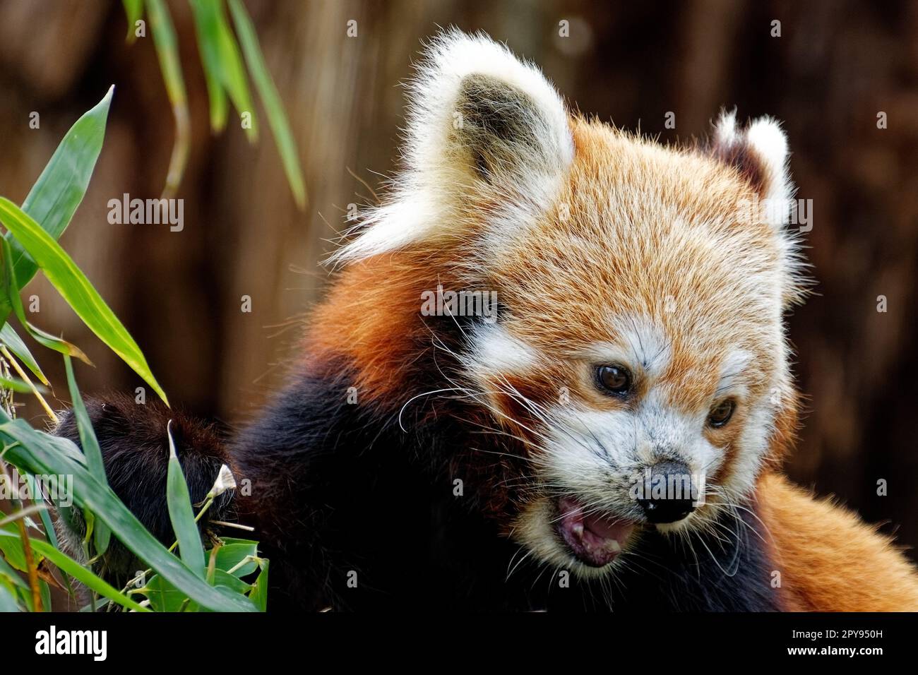 Panda cat hi-res stock photography and images - Alamy