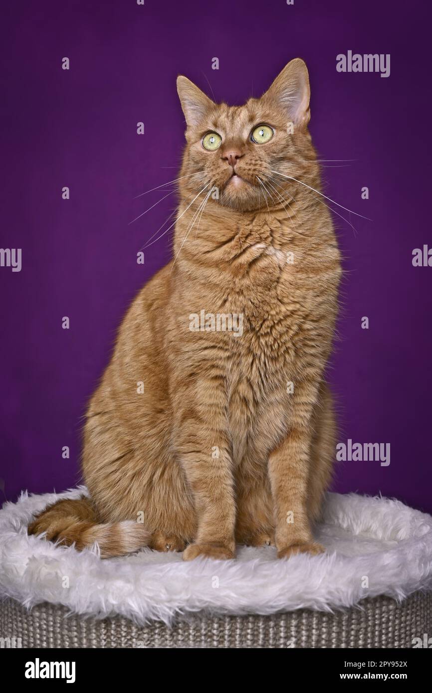 Ginger cat sitting on scratching barrel and looking curiously away ...