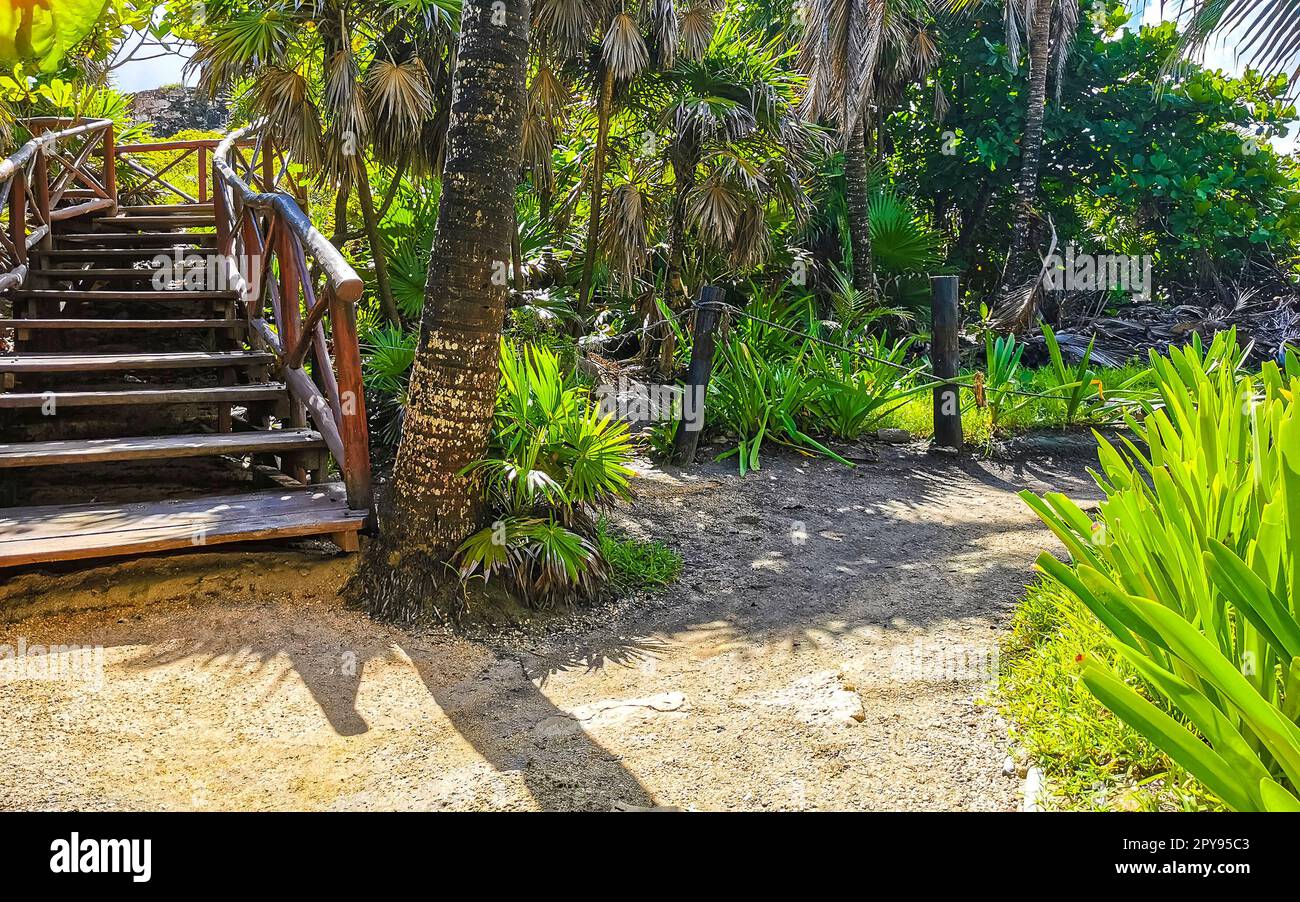 Tropical beach path palm trees hi-res stock photography and images - Alamy