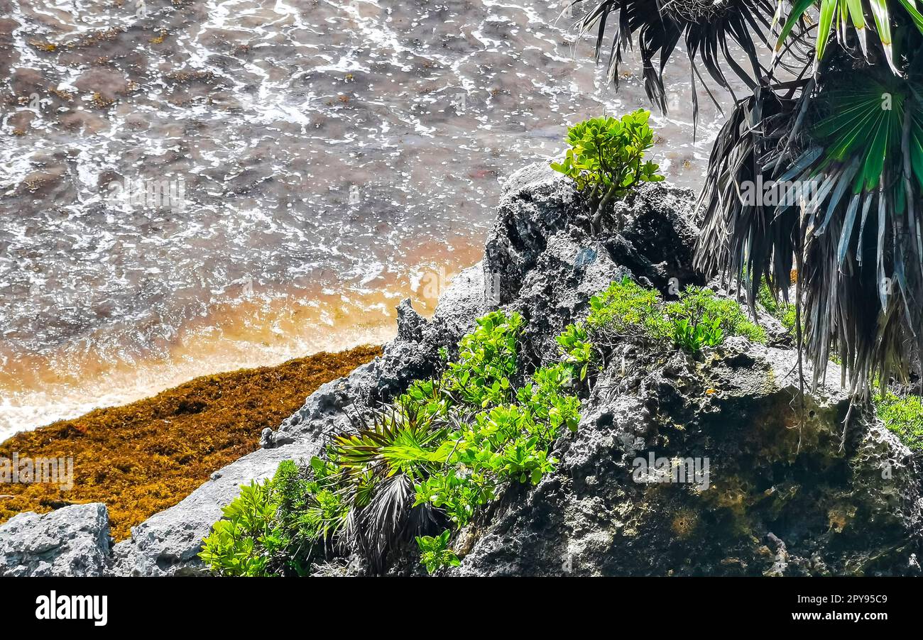 Natural seascape panorama view Tulum ruins Mayan site temple Mexico ...