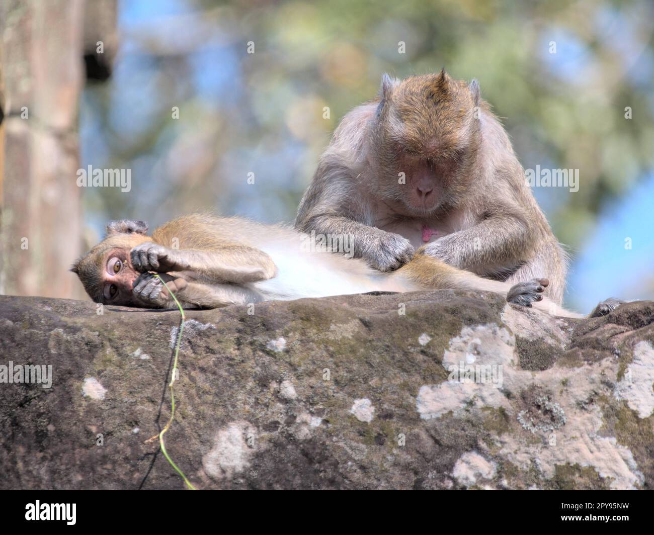 One macaque monkey grooming another Stock Photo - Alamy