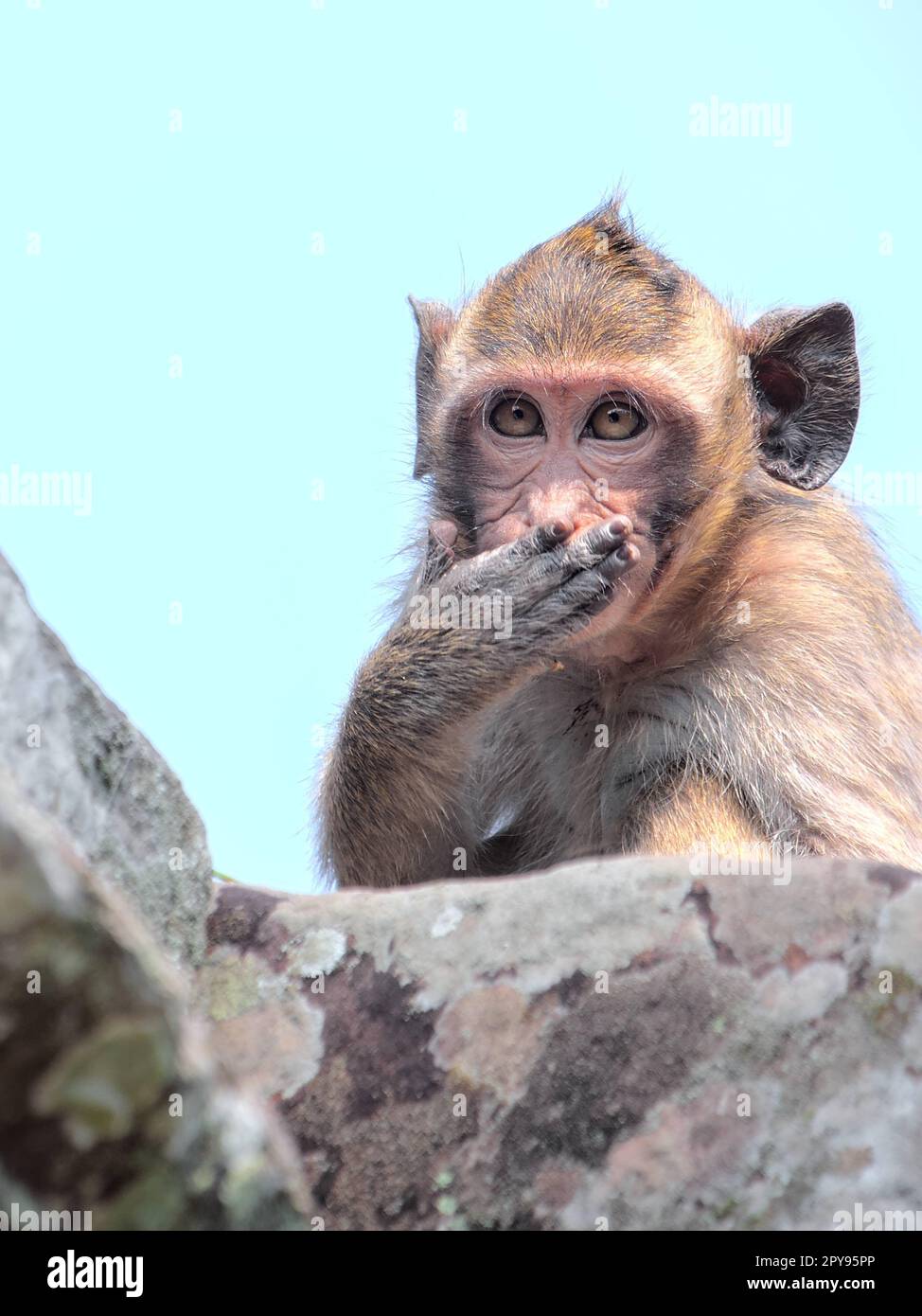 A young macaque monkey covering its mouth with its hand Stock Photo - Alamy