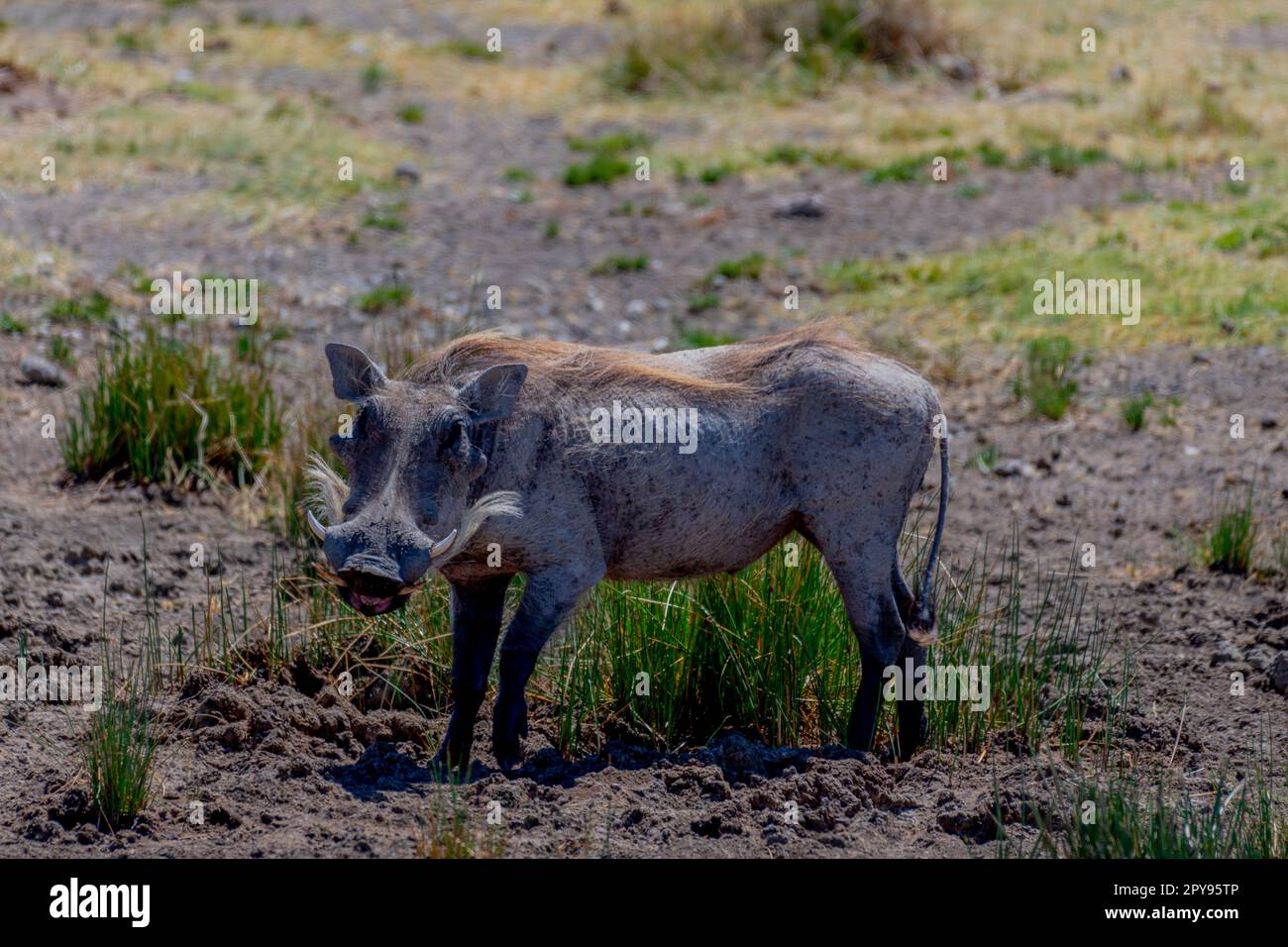 South serengeti hi-res stock photography and images - Alamy