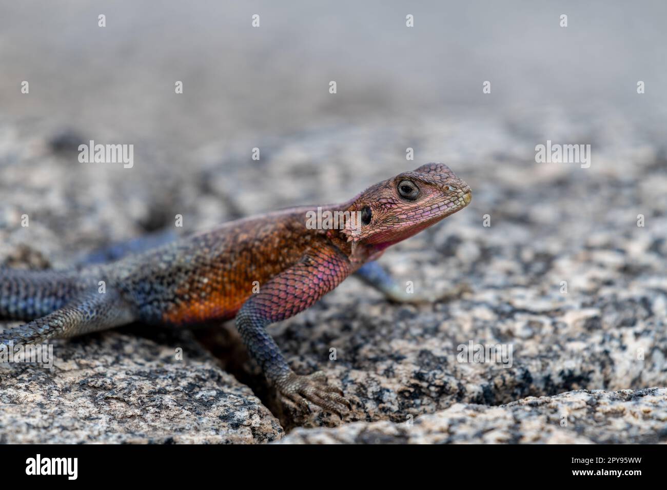 lizard basking in the sun in serengeti national park Stock Photo - Alamy