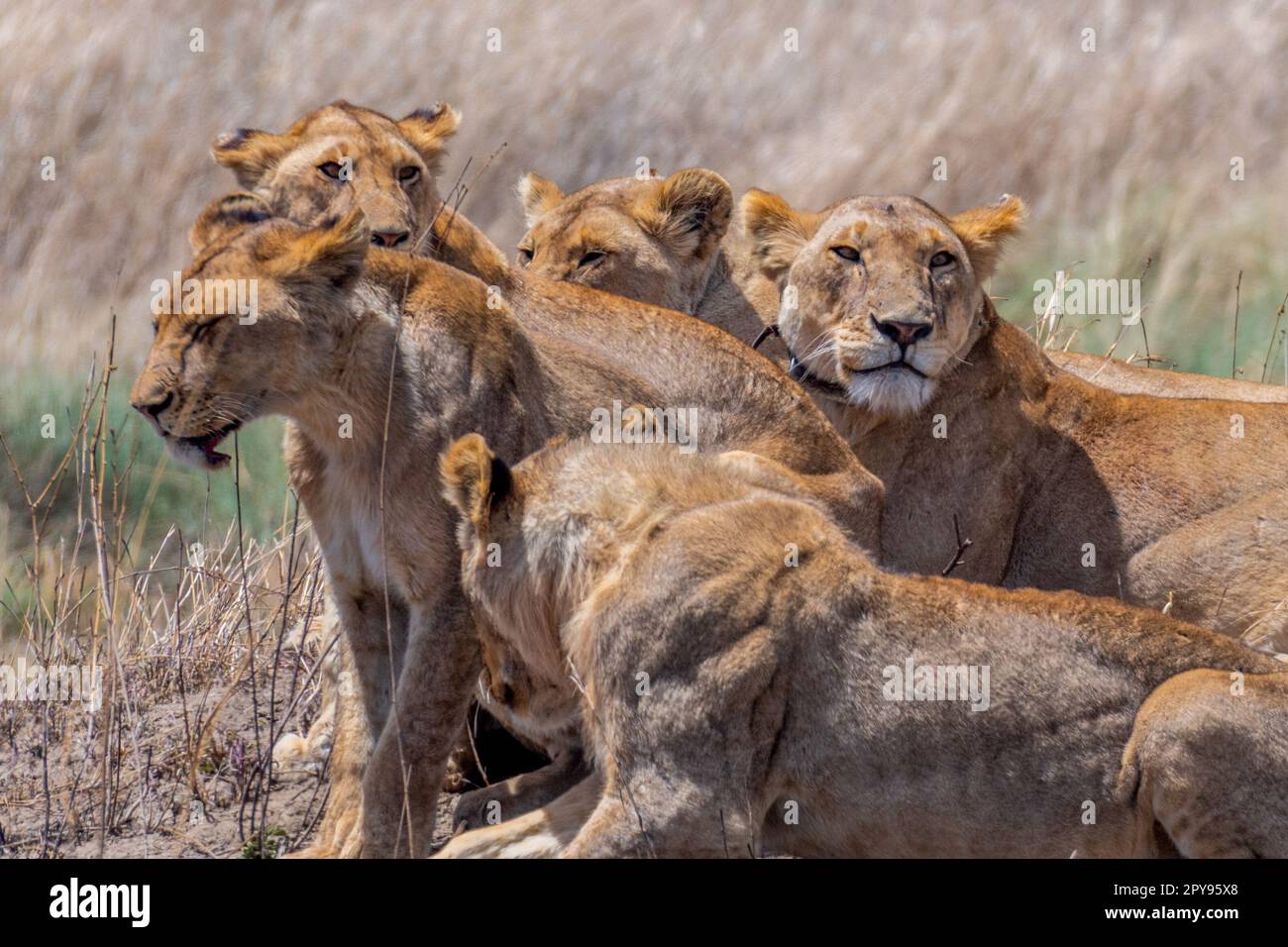 Wild lionesses in the Serengeti National Park in the heart of Africa ...