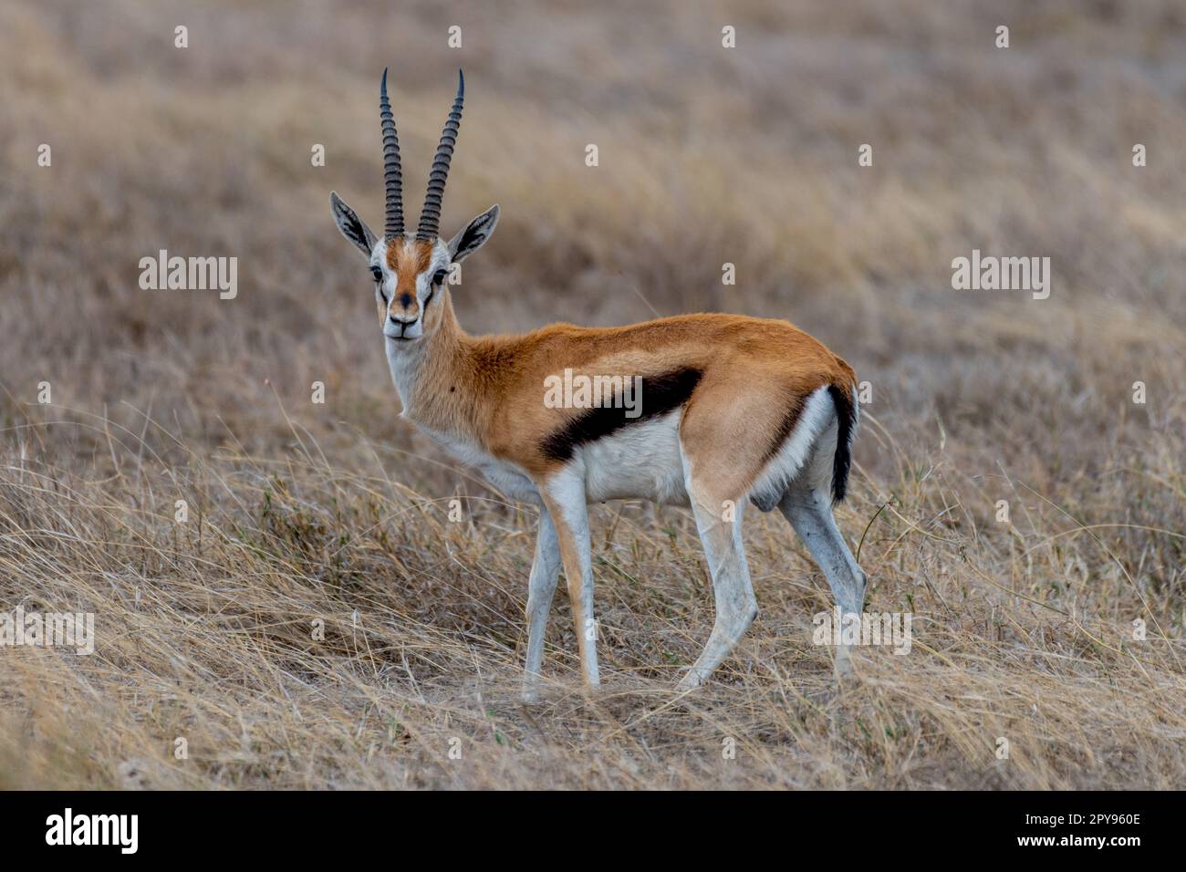 Wild Thomson's gazelles in the African savannah Stock Photo - Alamy