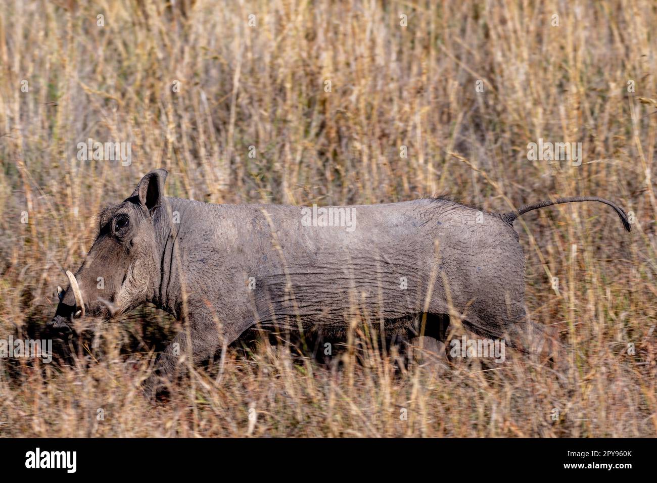 Wild boar family in the wildlife park hi-res stock photography and ...