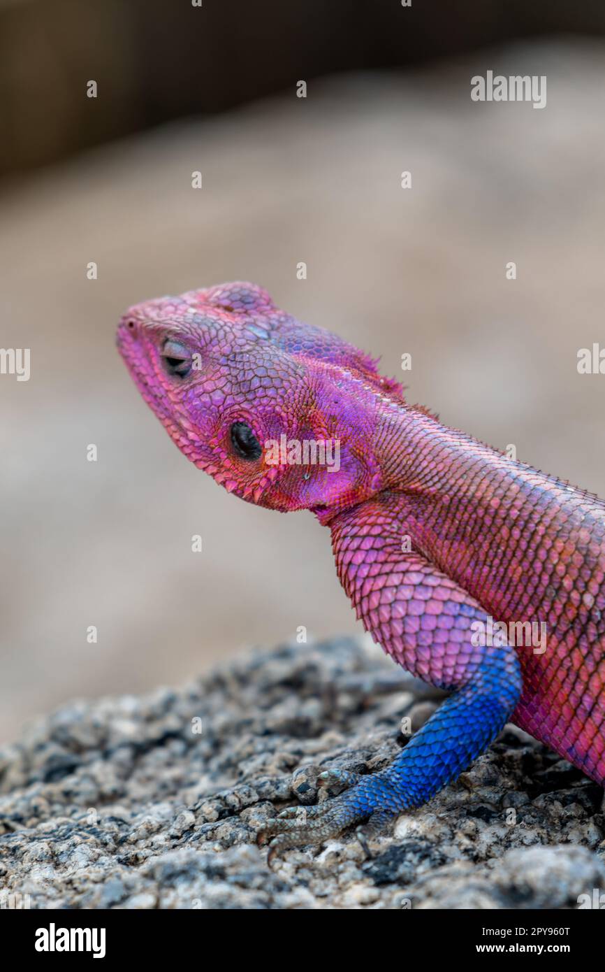 lizard basking in the sun in serengeti national park Stock Photo - Alamy
