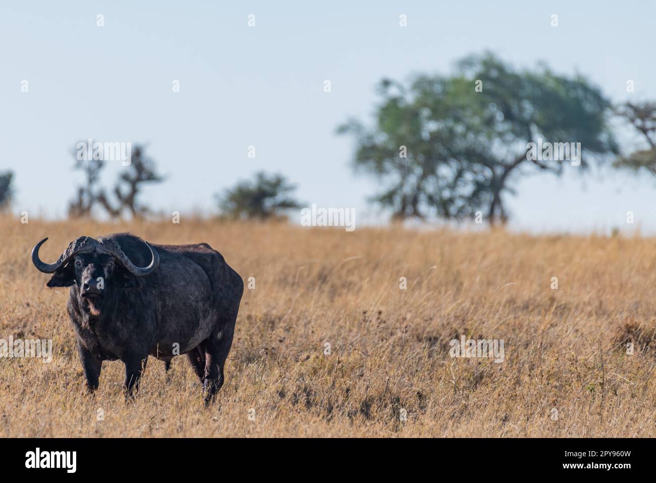 Portrait water buffalo mouth hi-res stock photography and images - Alamy